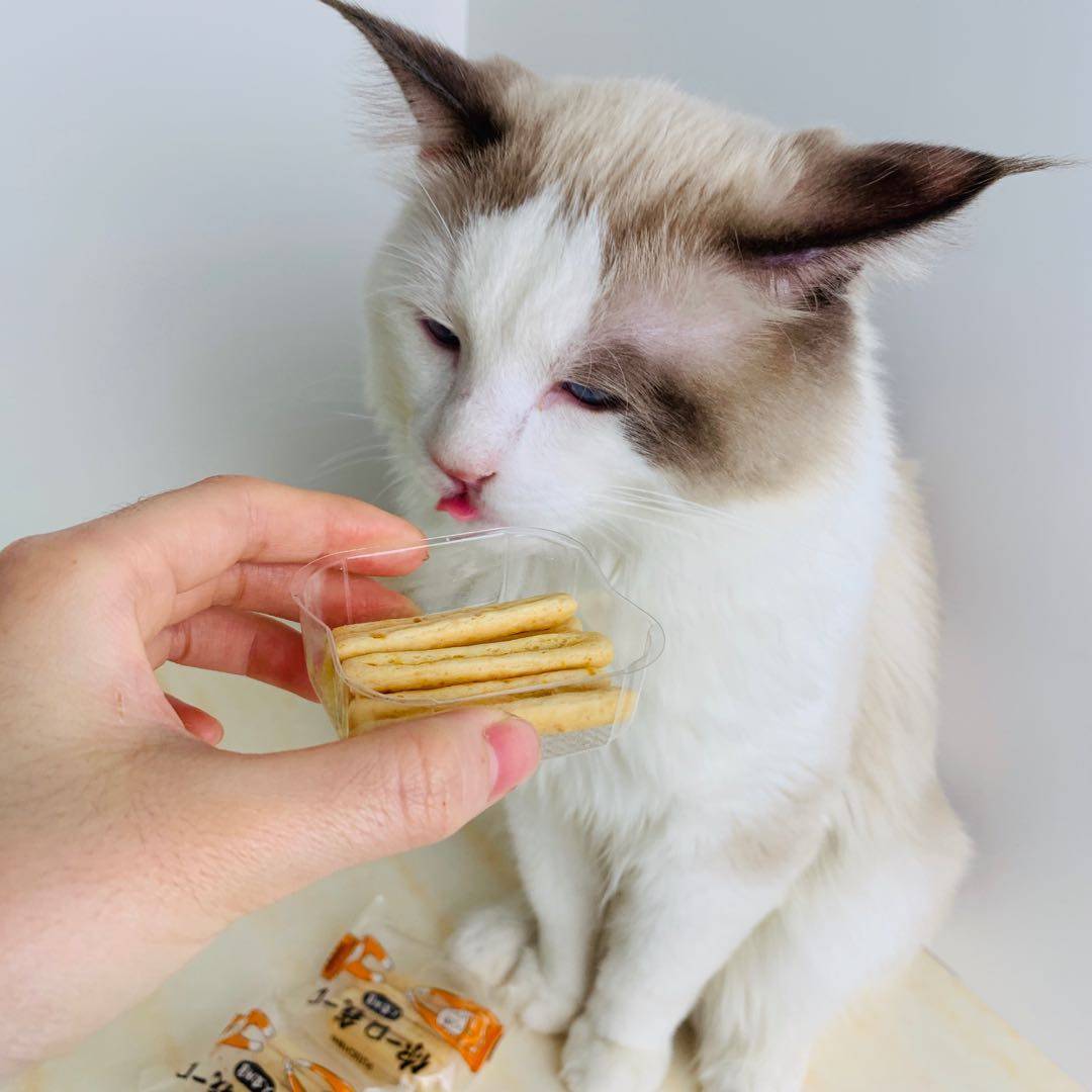 芝士猫,兼容_大山谷图库