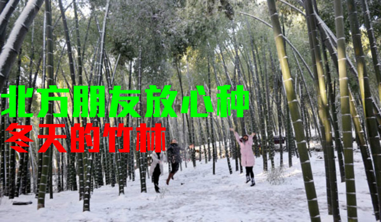 Купить Крупномасштабный Дракон бамбуковые саженцы бамбук Miao Food для ...